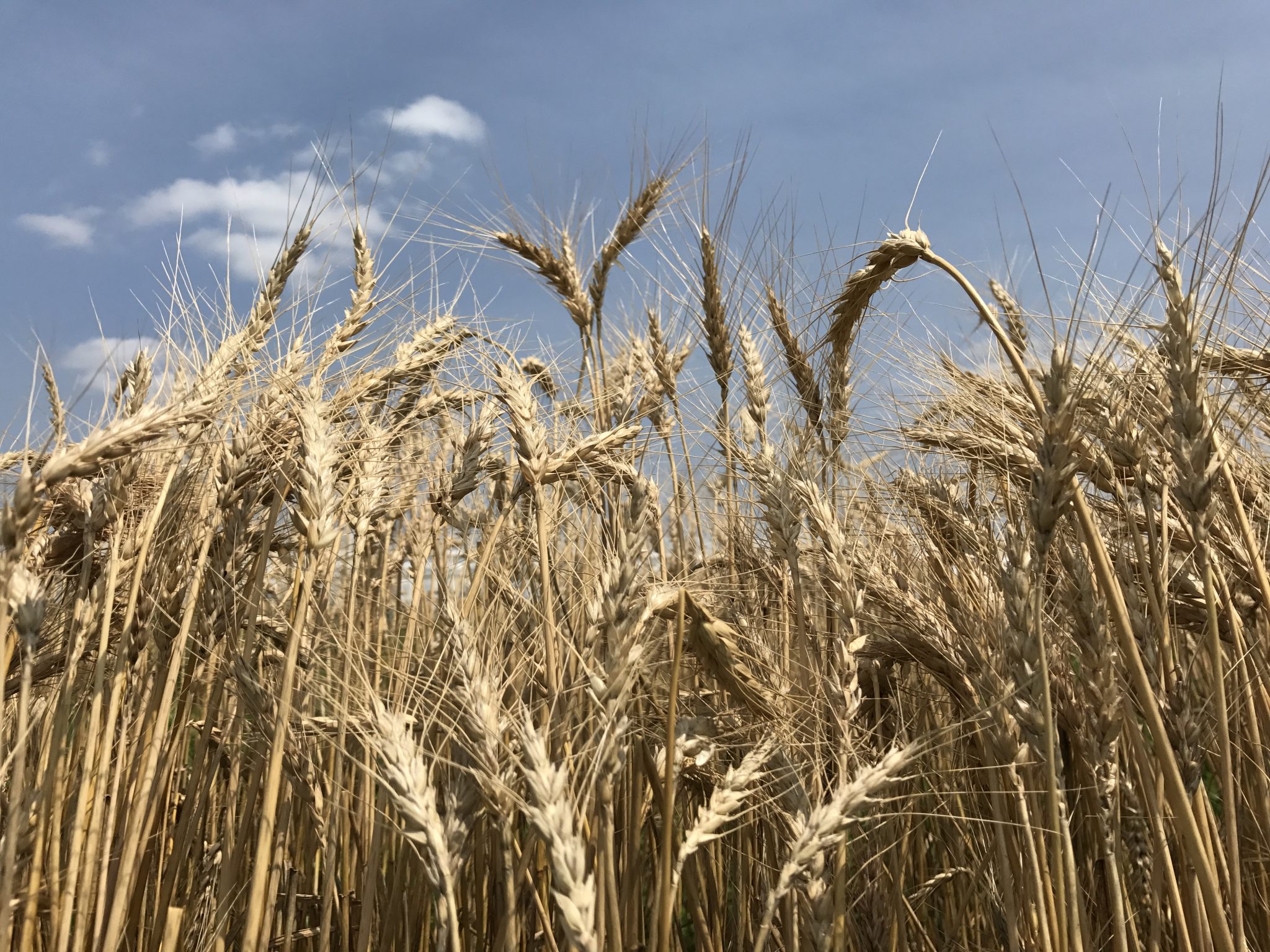 Wheat – Cereals Breeding and Quantitative Genetics